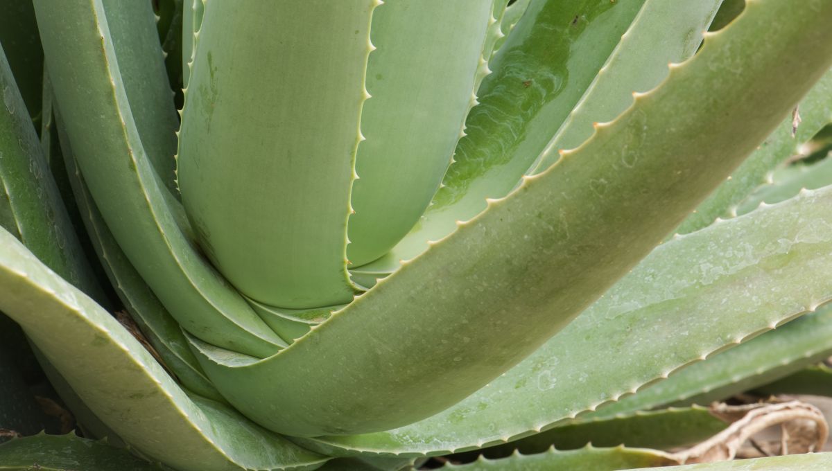 Entdecke die Aloe Vera, einen der wichtigsten Inhaltsstoffe unserer Les ...